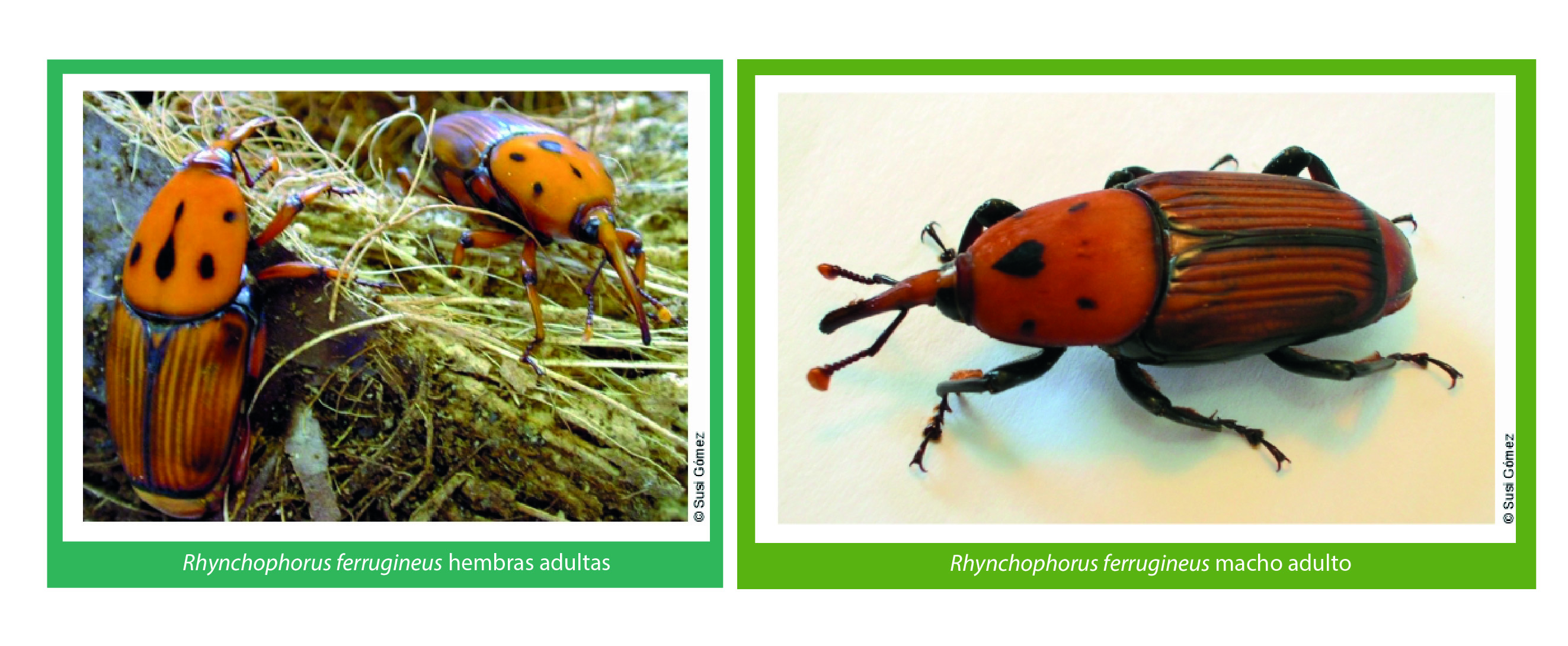 Rhynchophorus ferrugineus| Picudo rojo de la palmera | ECONEX feromonas ...