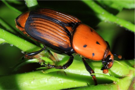 Rhynchophorus ferrugineus| Picudo rojo de la palmera | ECONEX feromonas ...